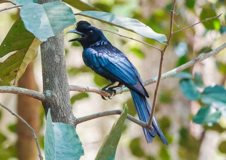 The Nests Wildlife Tower - Nam Et-Phou Louey National Park